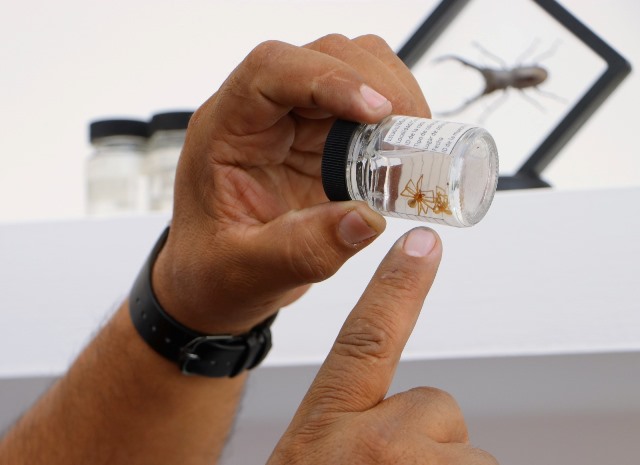 Estudia SSZ las distintas especies de insectos